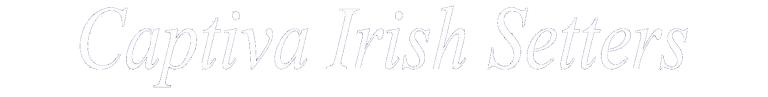Captiva Kennels – Irish Setters, Cambridge, ON